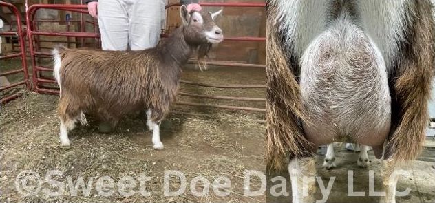 Available Goats | Sweet Doe Dairy