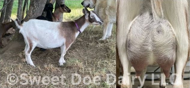 Available Goats | Sweet Doe Dairy